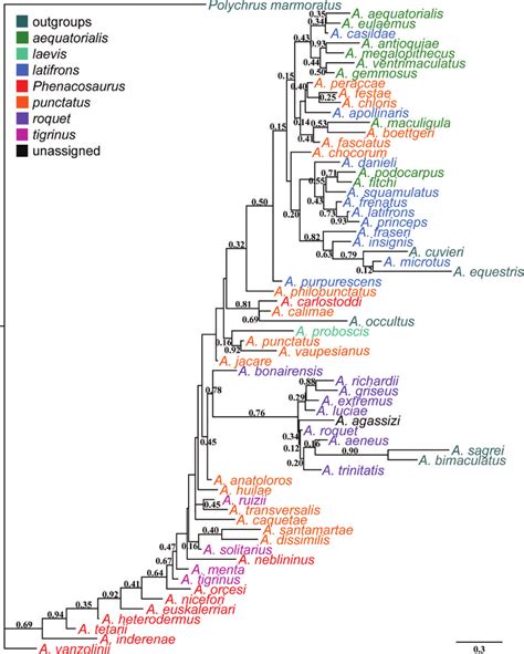 bayesian maximum clade credibility tree inferred with the thiele6 mode