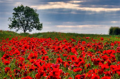Poppies Field Yorkshire Sun Free Photo On Pixabay