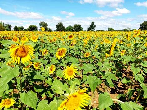 မိတ္ထီလာမြို့နယ်တွင် နိုင်ငံစီးပွားမြှင့်တင်ရေးရန်ပုံငွေဖြင့် စိုက်ပ