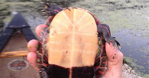 Interesting Turtle Plastron Imgur