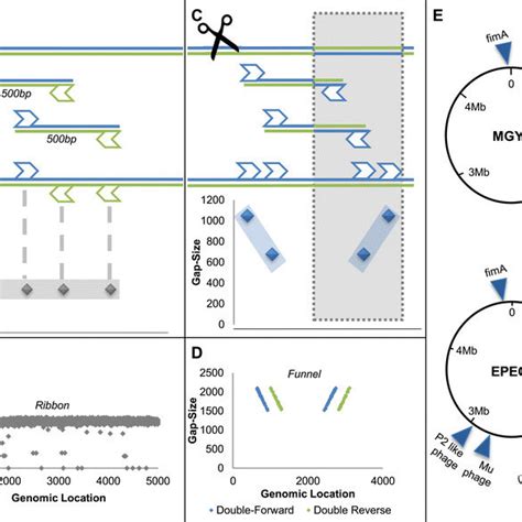 Whole Genome Sequencing And Detection Of Inversions A In The Wgs Download Scientific Diagram