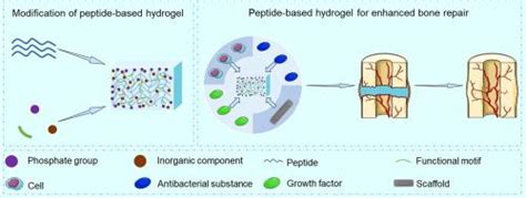 用于增强骨骼修复的肽基水凝胶 Materials And Design X Mol