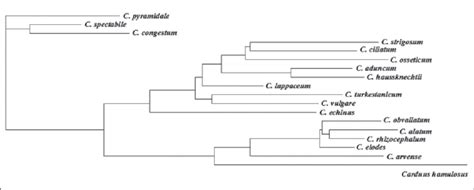 Nj Tree Of Combined Rapd And Issr Data Download Scientific Diagram