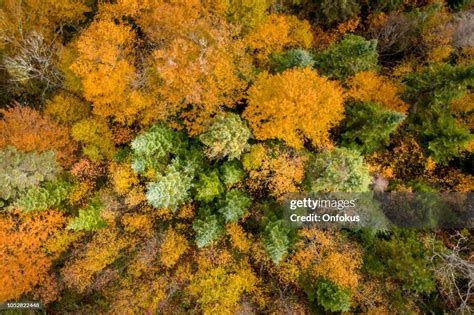 Aerial View Of Boreal Forest Nature In Autumn Season Quebec Canada High