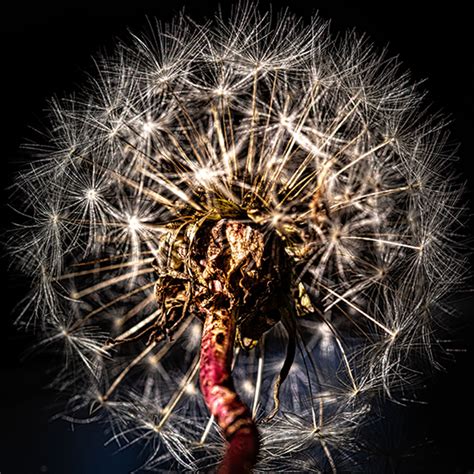 Creationism Vs Evolution Theory Esoteric And Divinatory Tarot