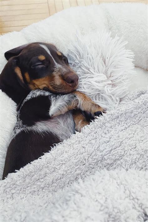 Why is My Dog Peeing in Their Sleep: What You Can Do About It
