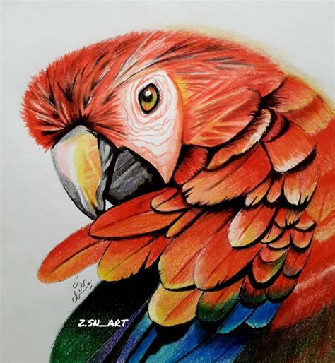 Realistic Color Pencil Bird Drawing