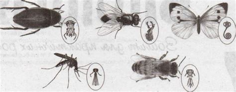 Практична робота №1 7 з біології 7 клас {ГДЗ відповіді} Задорожний К М [2015] Підручники