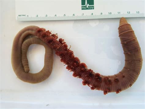 Blood Worms