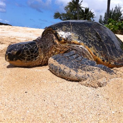 Hawaiian Sea Turtle Honu Hawaiian Sea Turtle Turtle Green Sea Turtle