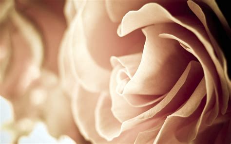 배경 화면 화이트 애정 빨간 사진술 장미 꽃 감정 사람 로맨스 식물 아름다움 여자 손 신부 꽃잎 감각 인간의 몸 닫다 상호 작용 매크로