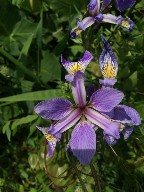 Iris Versicolor Northern Blue Flag Fsus