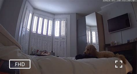 Separation Anxiety Case Study Milo Cockapoo Polite Paws