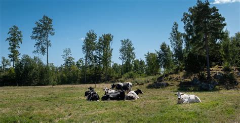 Sex Kor Dödade Av Blixten