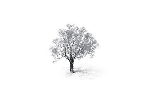Premium Photo A Tree In The Snow