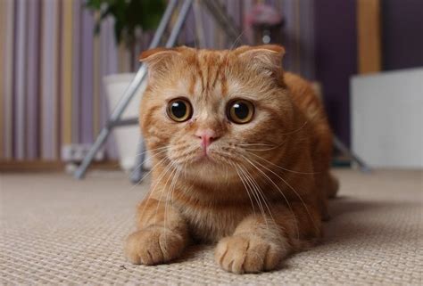 Кот Шотландец Вислоухий Фото — Картинки
