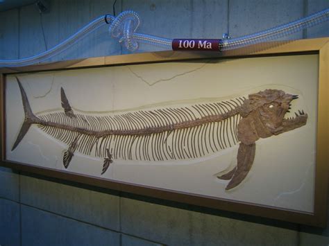Xiphactinus Fossils For Sale
