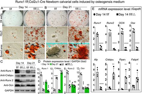 Runx1 Up Regulates Chondrocyte To Osteoblast Lineage Commitment And Promotes Bone Formation By