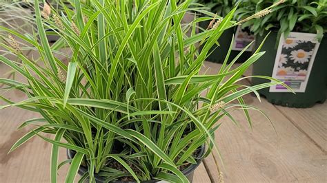 Carex Ice Dance Japanese Sedge Superb Bright Tough And Easy To Grow Perennial Dwarf Grass