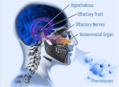 Pheromones How They Work And Their Effects On Human Behavior