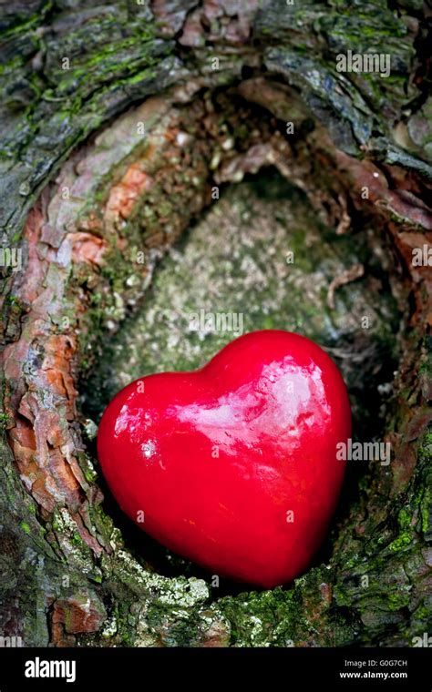 Red Heart In A Tree Hollow Romantic Symbol Of Love Stock Photo Alamy