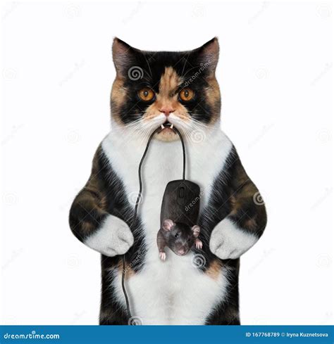 Cat Caught Computer Mouse 2 Stock Image Image Of Feed Fantasy 167768789