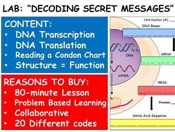 Lab Protein Synthesis Activity By The Curious Chemist TpT