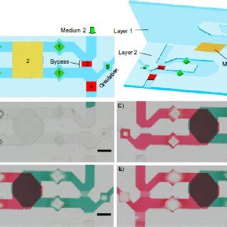 The Sampling Module Samples Two Different Chemical Signals And Unites Download Scientific