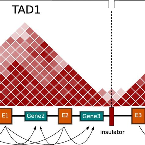 Chromatin Is Organized In Topologically Associated Domains Tads The Download Scientific