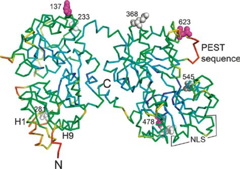 Structure Of Human Lactoferrin Lf In Its Closed Form Showing