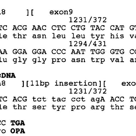 Nucleotide And Deduced Amino Acid Sequence Of The Wild Type Cdna And Of Download Scientific