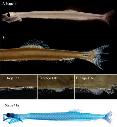 A Staging System For Atlantic Herring Clupea Harengus Larvae Based On External Morphology And
