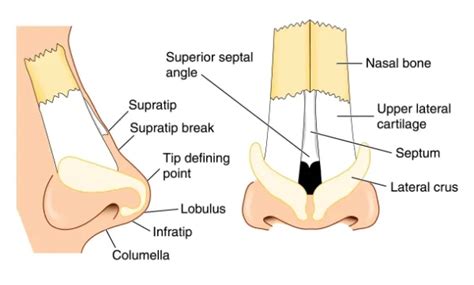 Use These Tips Examples To Enhance Microlaryngoscopic Coding Skills Cpt® Coding