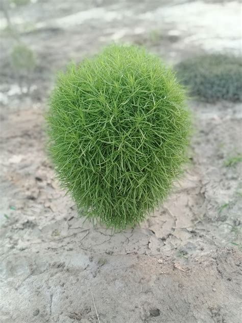 Kochia Plant Flower Flowering - Free photo on Pixabay - Pixabay