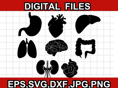 Human Ogans Svg Human Organs Svg Human Organs SVG Human Heart Svg