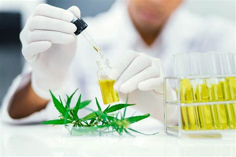 Cbd Oil Extraction Processes A Comprehensive Guide
