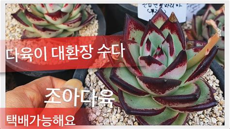 택배가능해요 다육이 대환장 수다 1부 라이브방송 010 6252 5061 레드벨벳환엽마리아카시오적금육종도감마리아