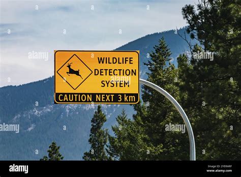 high yellow warning road sign wildlife detection system with deer symbol deer regularly cross