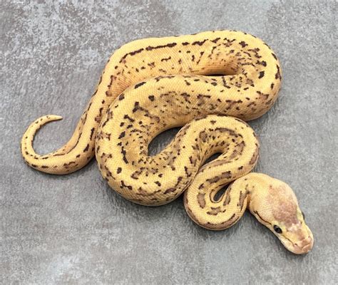 Acid Firefly Pinstripe Acid Dragonfly Ball Python By Rep Tails Morphmarket