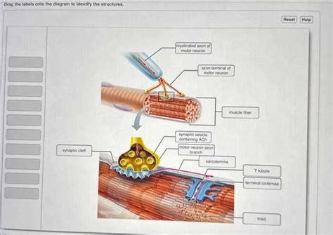 label the diagram and identify structures