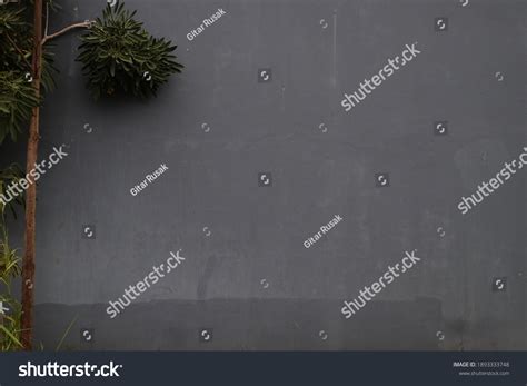 Tree Grey Wall Background Stock Photo Shutterstock