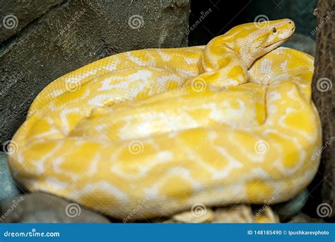 Albino Burmese Python Python Molurus Bivittatus Golden Yellow Snake