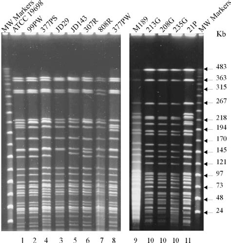 Pfge Pro Fi Les Of M Avium Subsp Paratuberculosis Isolates Generated