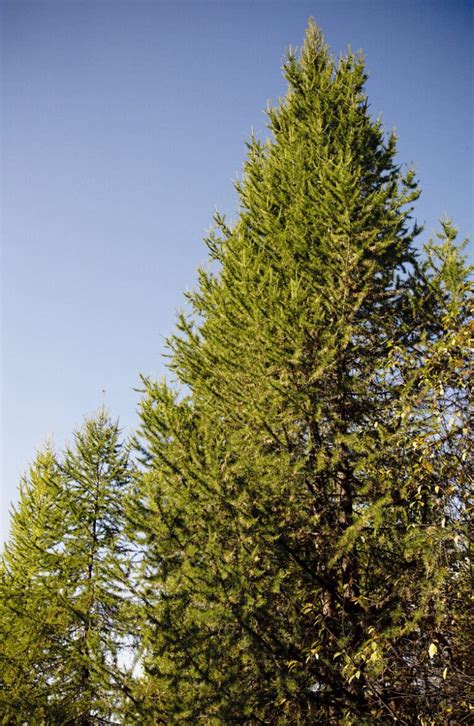 About Western Larch Tree Identification Properties And Uses Softwood