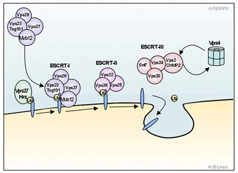 Exosomes Pathway Creative Diagnostics