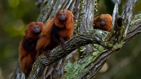 Brazilian Scientists Work To Vaccinate Endangered Monkeys