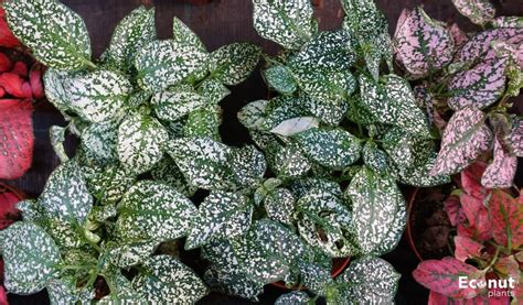21 Different Colour Rex Begonia Varieties