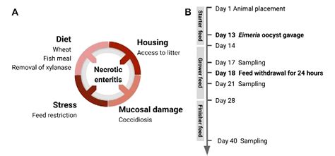 Figure 2 From A Poultry Subclinical Necrotic Enteritis Disease Model