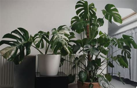 54 Different Types Of Monstera Plants With Pictures Mississippi Greens