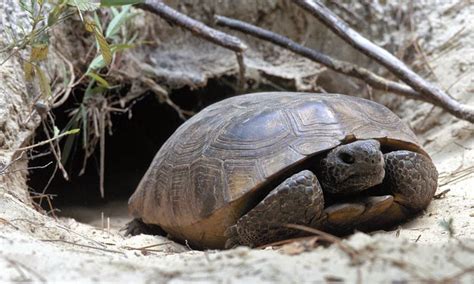 Gopher Tortoise Ecosystem Engineers Naples Botanical Garden Gopher Tortoise Ecosystem Engineers Naples Botanical Garden